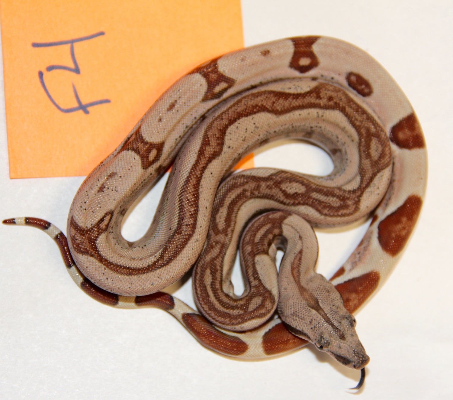 SHIPPED - 22’ Striped Hypo Jungle Boa Constrictor by Apex Herpetoculture - MorphMarket