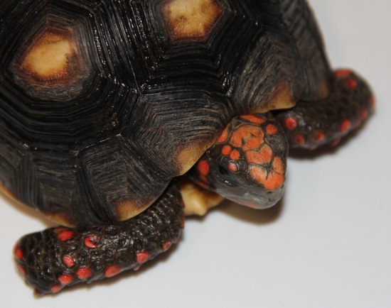 5” Northern Redfoot Red-Footed Tortoise by Apex Herpetoculture