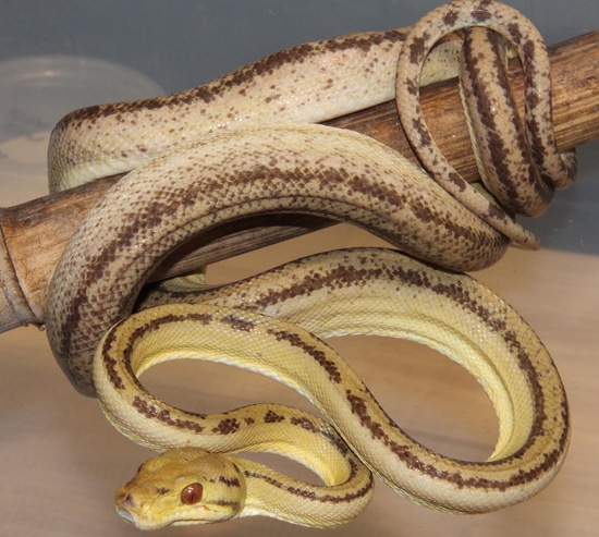 Adult Yellow Tiger Amazon Amazon Tree Boa by Apex Herpetoculture