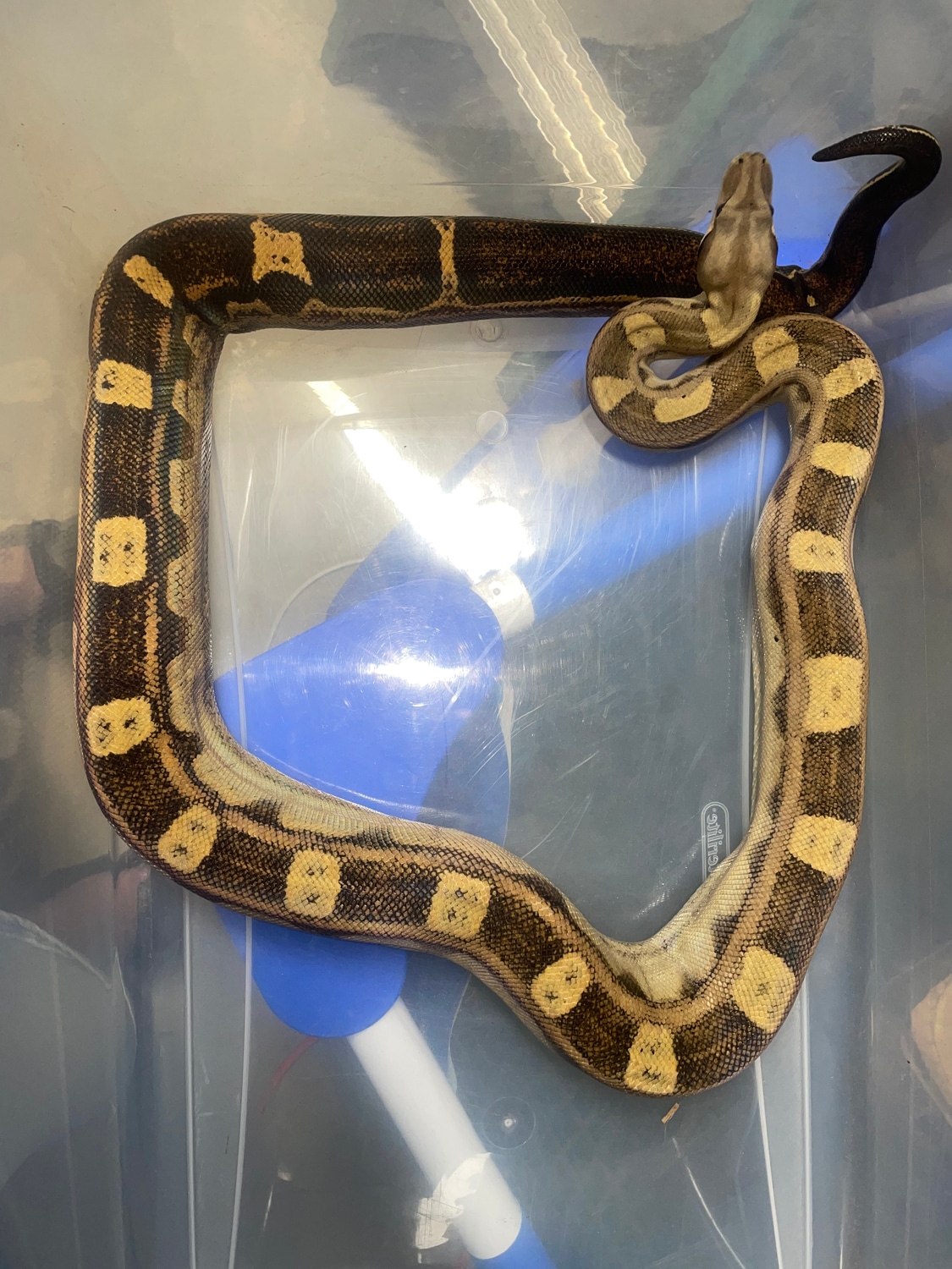 Adult Female Motley Boa Constrictor by Apex Herpetoculture - MorphMarket