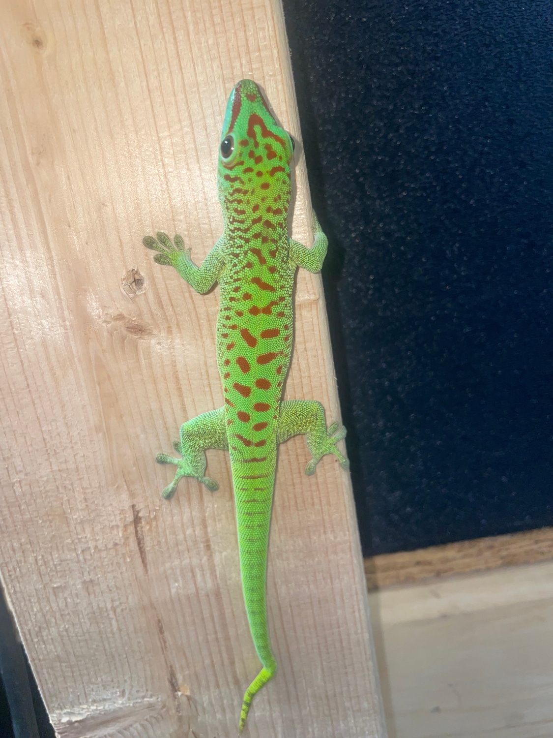 22’ Crimson Grandis Day Gecko by Apex Herpetoculture - MorphMarket