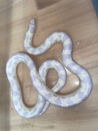 Adult Female Albino Aberrant California Kingsnake by Apex Herpetoculture