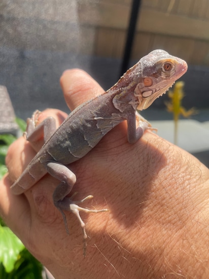 2024’ Red Translucent Green Iguanas by Apex Herpetoculture