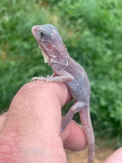 Purple Zero Green Iguanas by Apex Herpetoculture