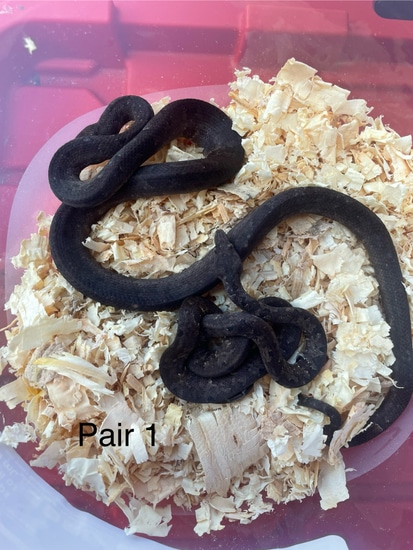 Papuan Tree Boa Pair 1 Other Tree Boa by Apex Herpetoculture