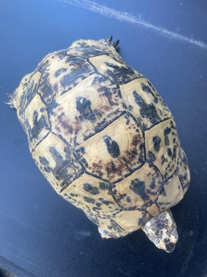 Adult Libyan Greek Greek Tortoise by Apex Herpetoculture