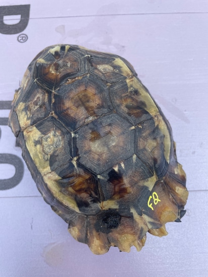 Congo Kinixys Erosa #2 Forest Hinge-Back Tortoise by Apex Herpetoculture