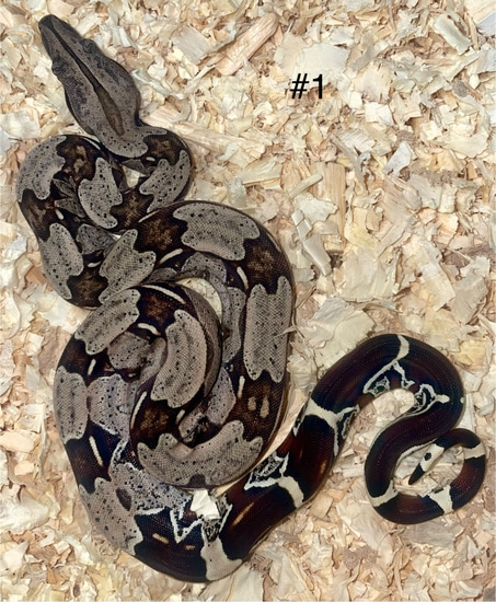 Surinam Boa #1 True Red-Tailed Boa Constrictor by Apex Herpetoculture