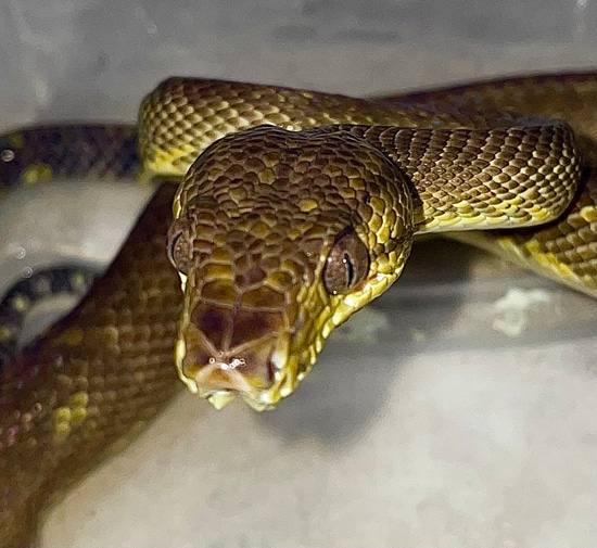 Small Adult Guyana Ruschenbergerii Central American Tree Boa by Apex ...