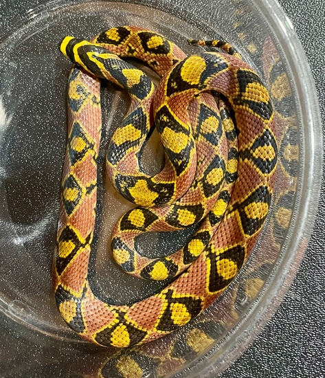 Red Sichuan Mandarin Juvie Mandarin Rat Snake by Apex Herpetoculture