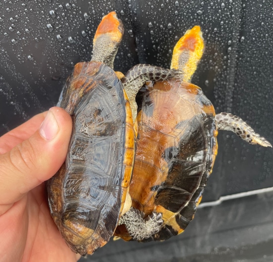 Adult Peruvian Twistneck Turtle Pairs Side-Necked Turtle by Apex ...