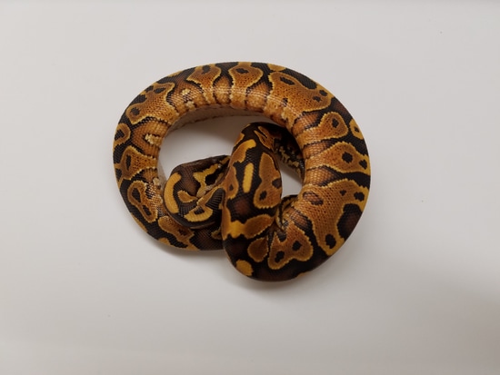 Yellowbelly Special Ball Python by Exotic Designs Reptiles