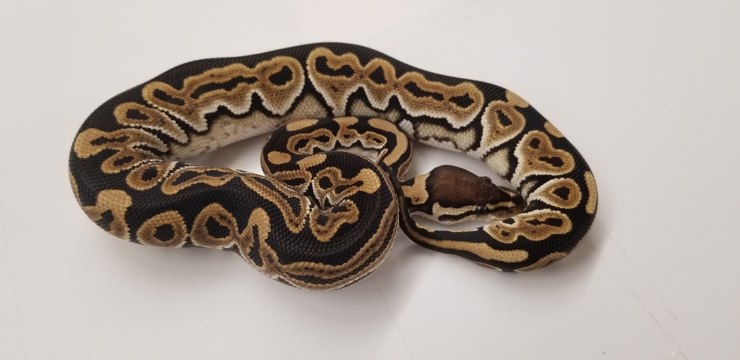 Black Pastel Het VPI Axanthic Het Clown Ball Python by Exotic Designs ...