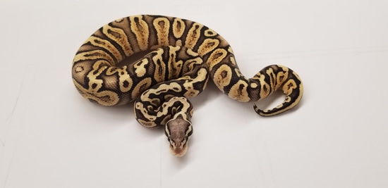 Pastel GHI Vanilla Yellowbelly Ball Python by Exotic Designs Reptiles