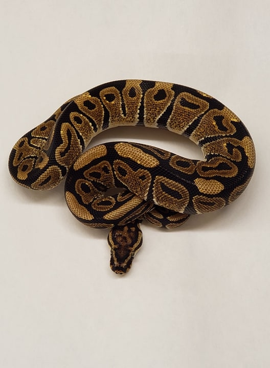 Spotnose 100% Het Clown Ball Python by Exotic Designs Reptiles ...