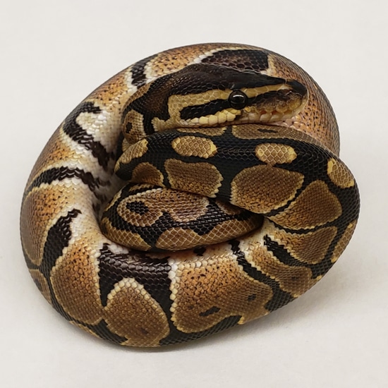 66% Het VPI Patternless Ball Python by Exotic Designs Reptiles