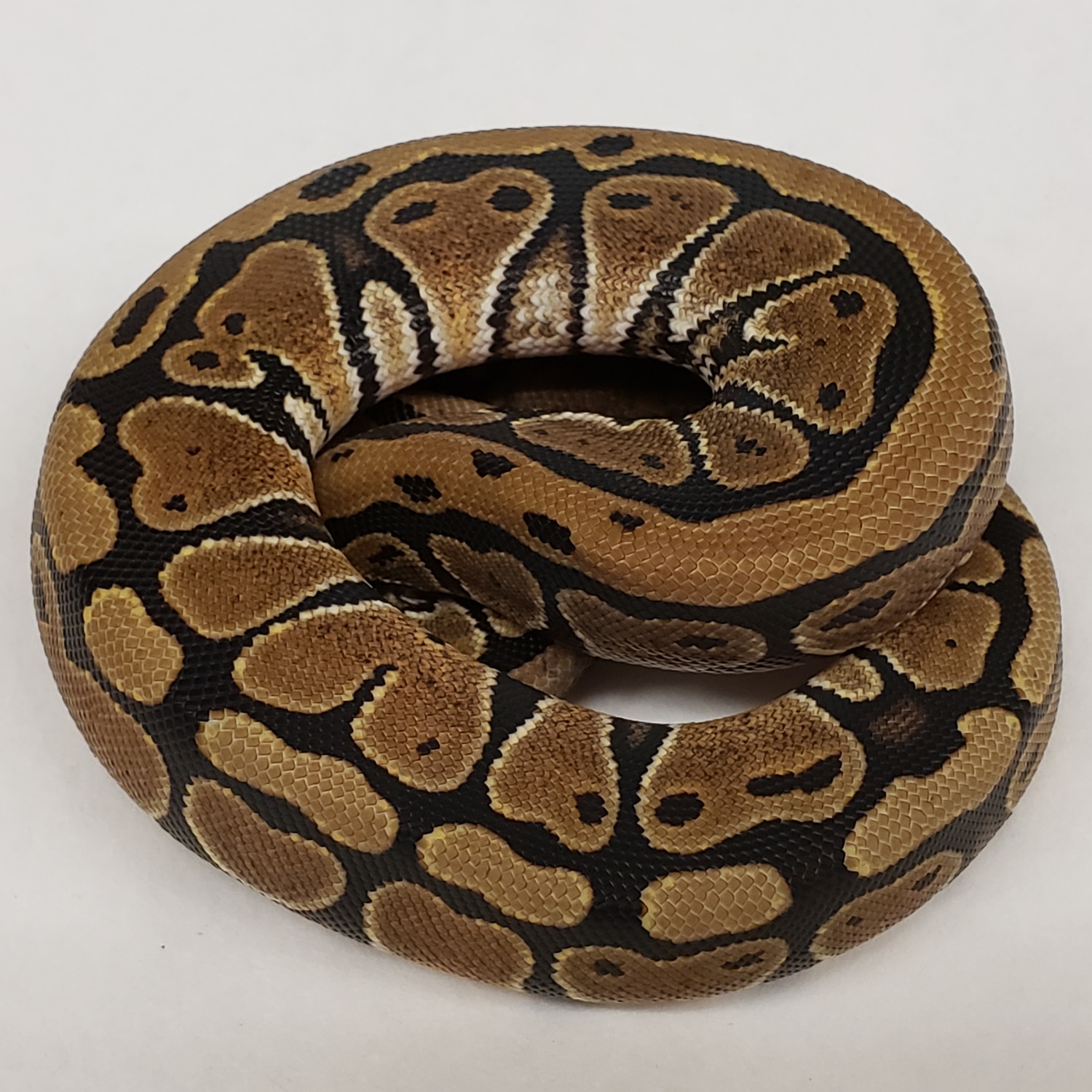 66% Het VPI Patternless Ball Python by Exotic Designs Reptiles ...