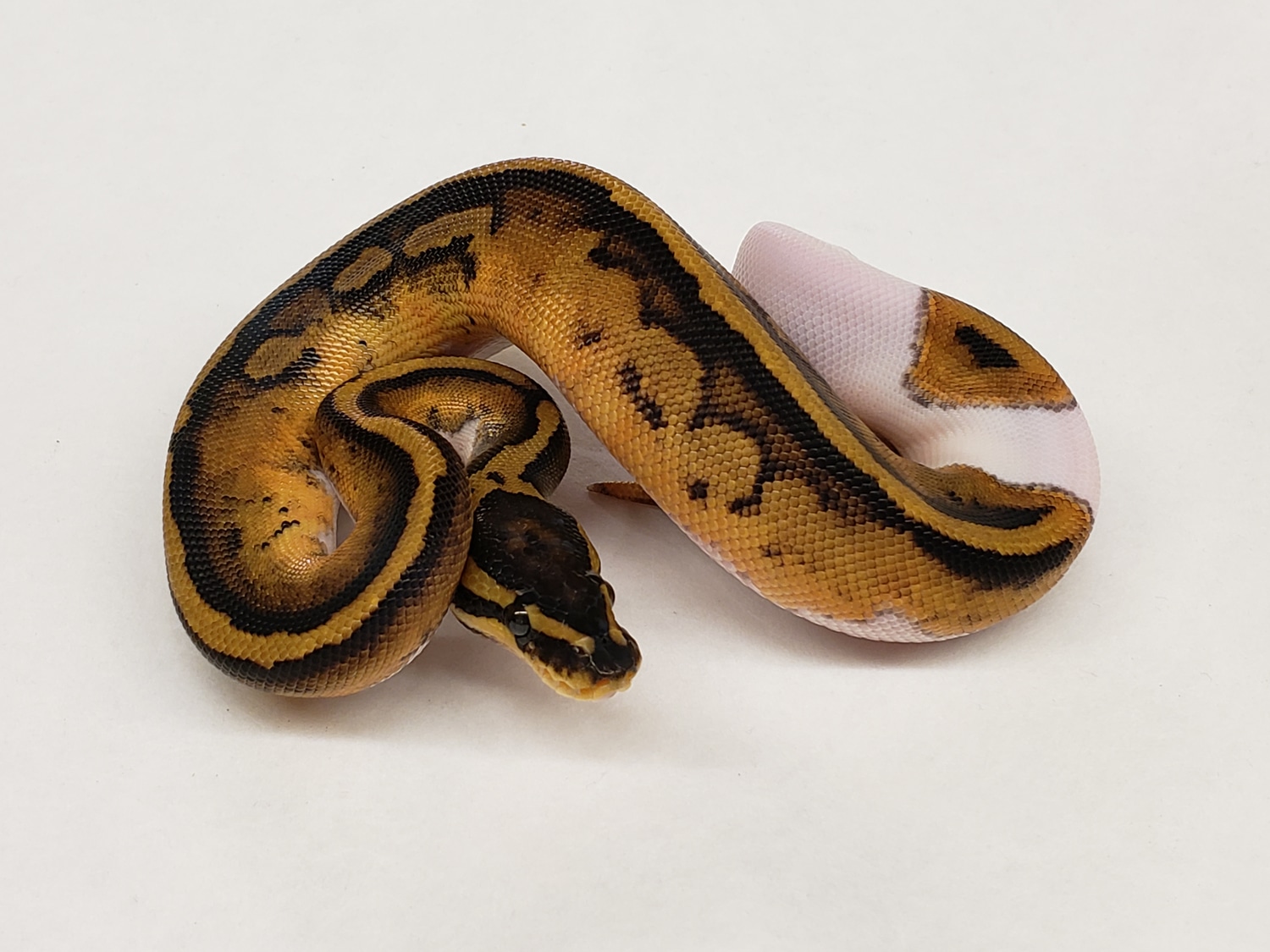 Pied 66% Het VPI Axanthic Ball Python by Exotic Designs Reptiles ...