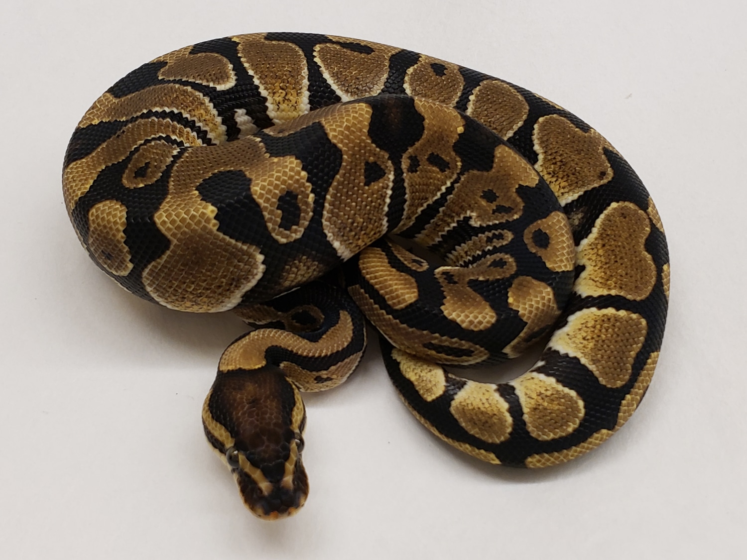 Double Het Desert Ghost Clown Ball Python by Exotic Designs Reptiles ...