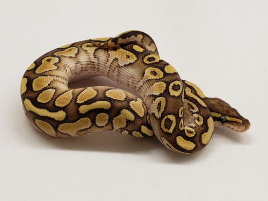 Lesser Sauce Yellow Belly Ball Python by Exotic Designs Reptiles