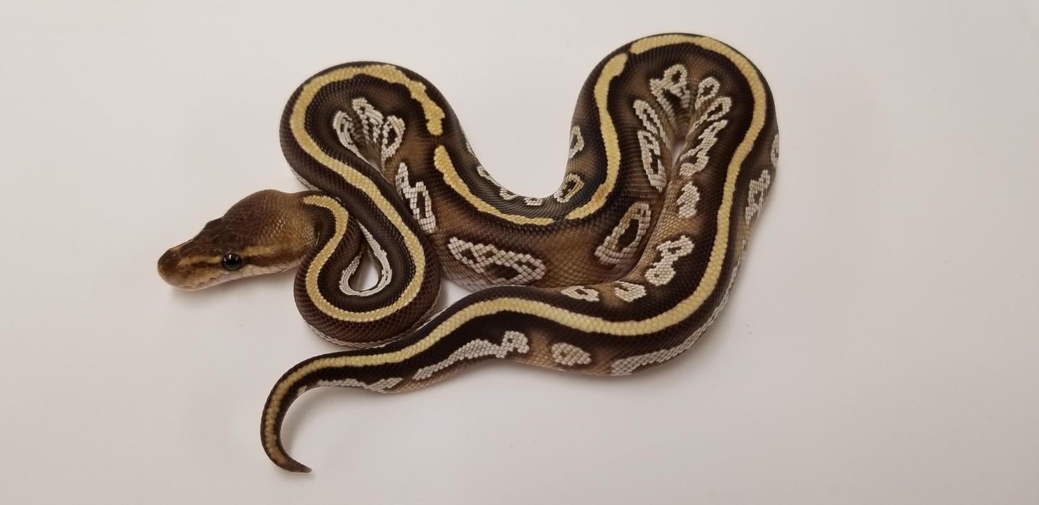 Lesser Cypress Sulfur Ball Python by Exotic Designs Reptiles - MorphMarket