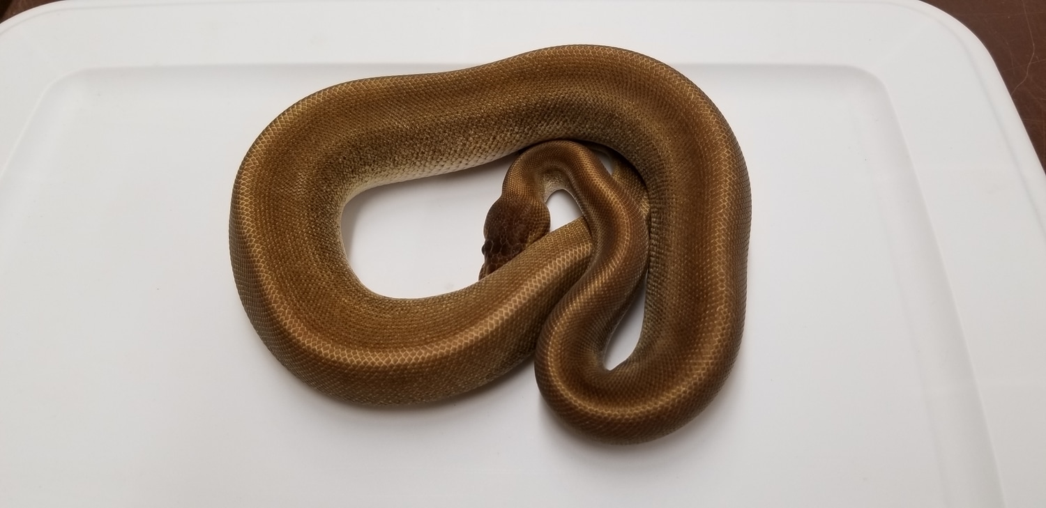 Patternless Ball Python by Exotic Designs Reptiles - MorphMarket