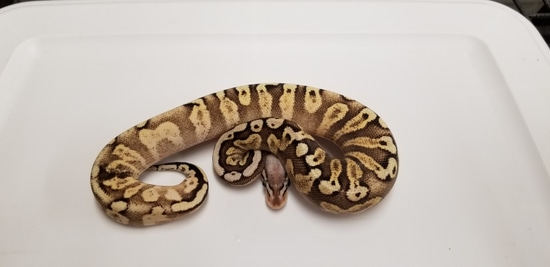 Pastel Vanilla GHI Calico Pos Yellow Belly Ball Python by Exotic ...