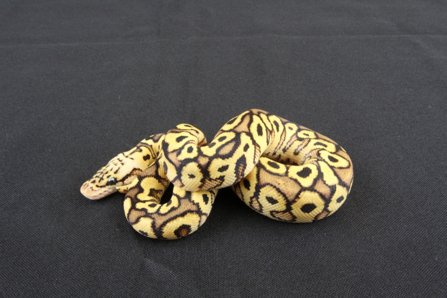 Pastel Spotnose Clown Ball Python by Exotic Designs Reptiles - MorphMarket