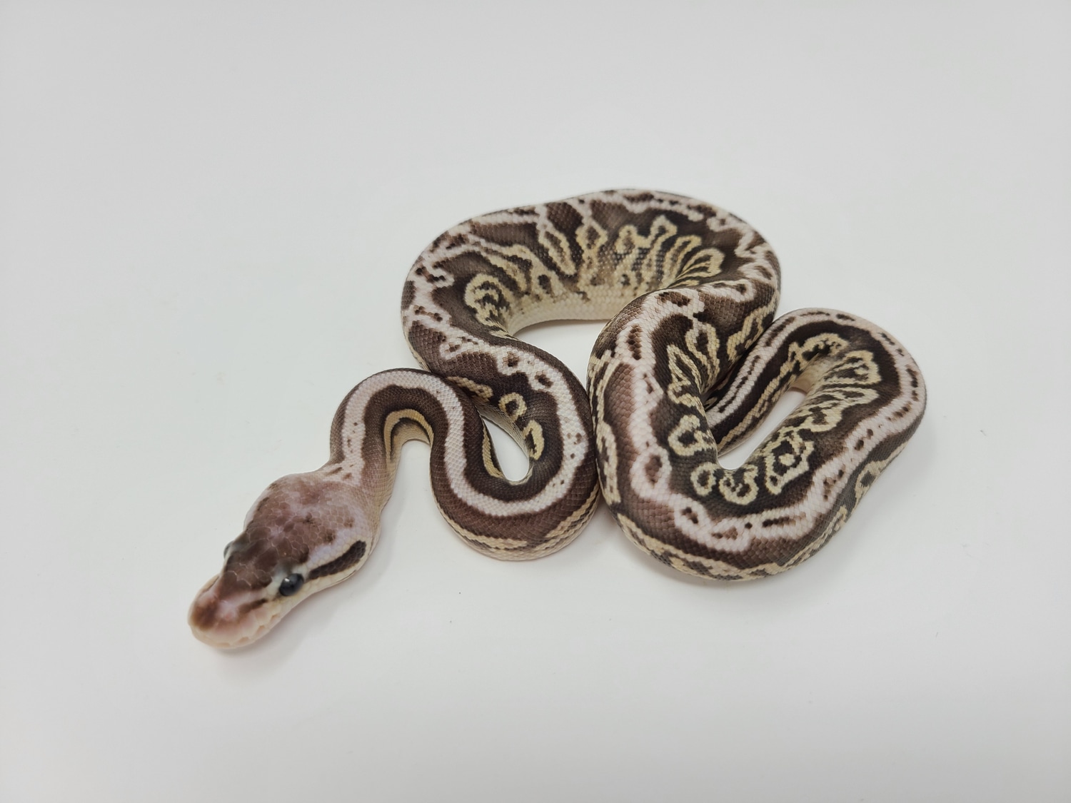 Black Pewter Cypress Yellow Belly Ball Python by Exotic Designs ...