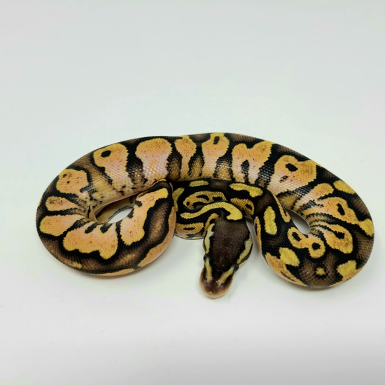 Pastel NR Mandarin Calico Ball Python by Exotic Designs Reptiles