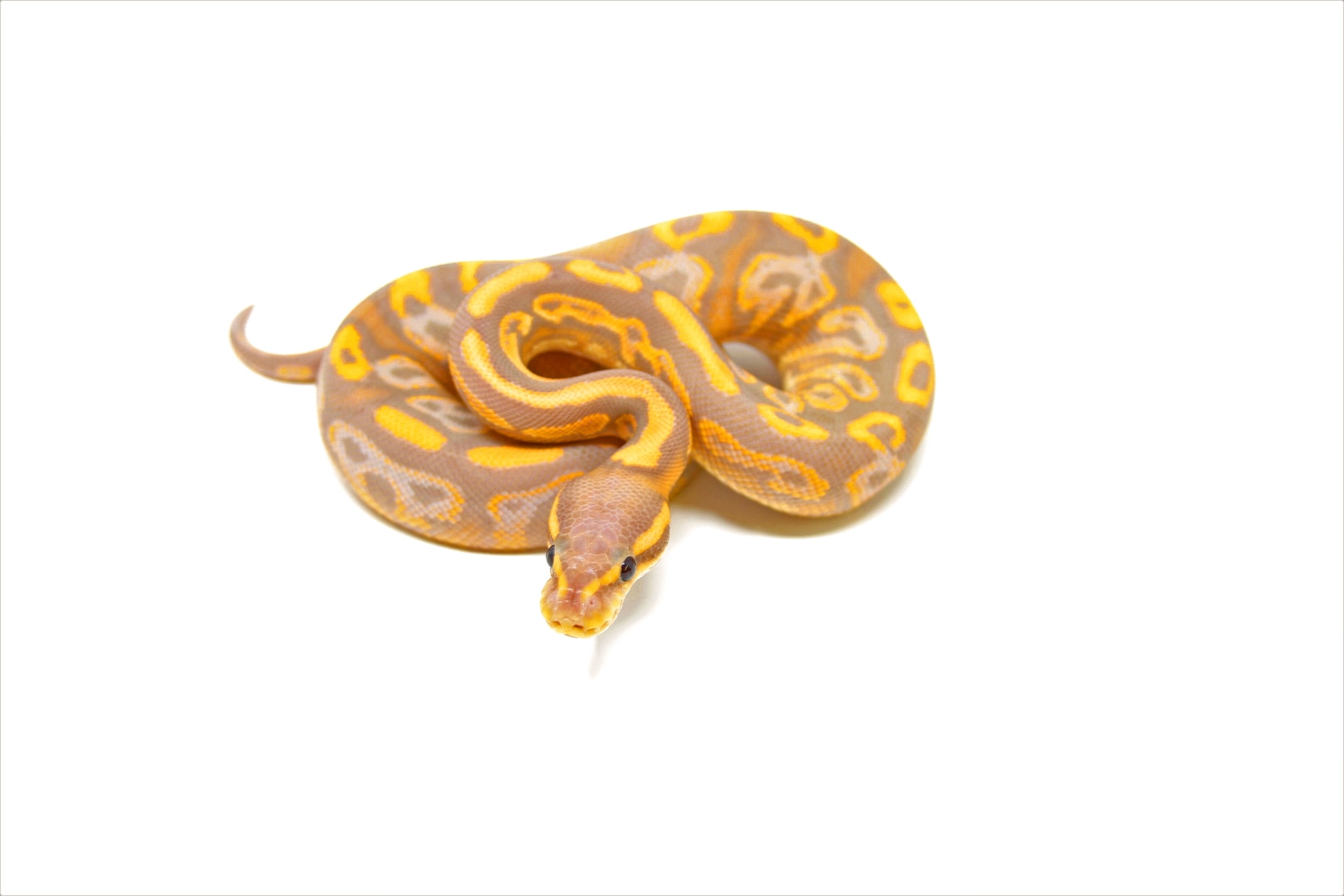 Super Orange Dream Black Pastel Coral Glow Cypress Yellow Belly Ball ...