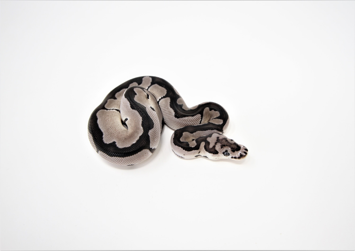Axanthic VPI Blade Clown Ball Python by Exotic Designs Reptiles ...