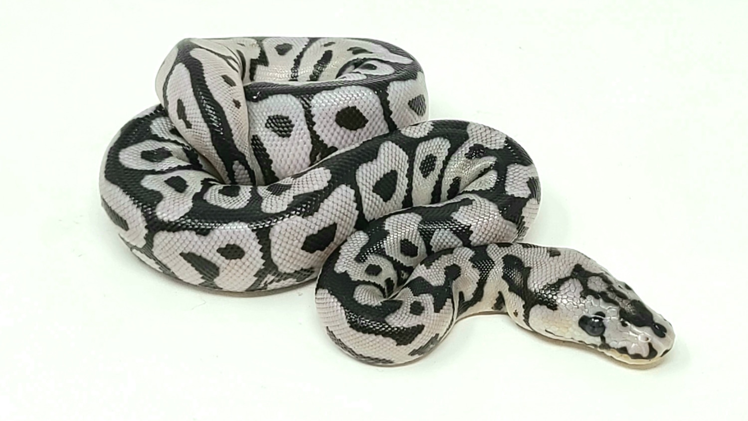 Axanthic VPI Spotnose Clown Ball Python by Exotic Designs Reptiles ...