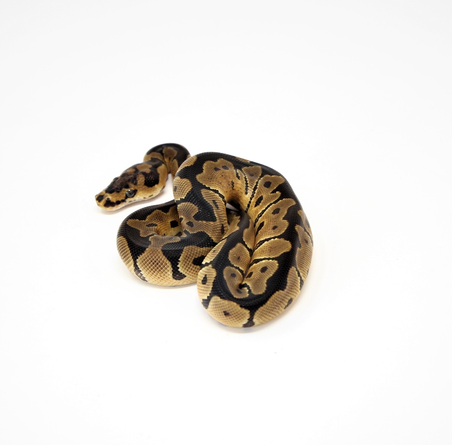 Clown Het Axanthic (VPI) Ball Python by Exotic Designs Reptiles ...