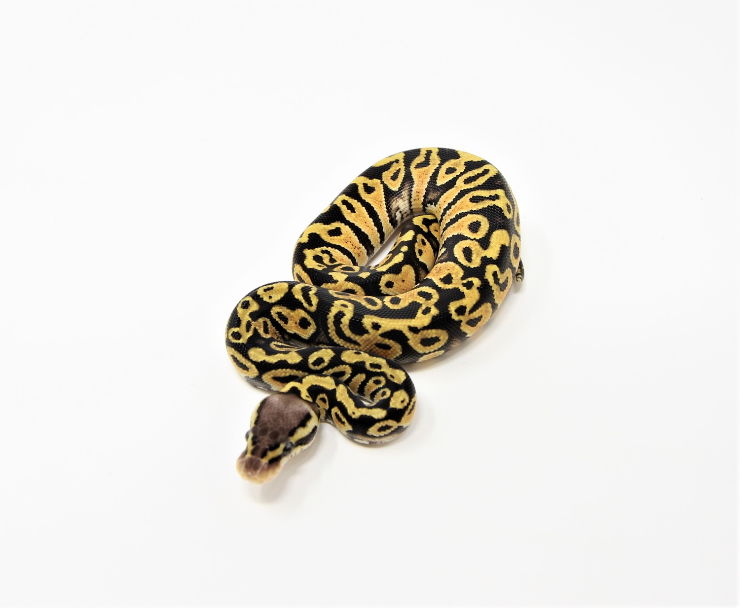 Pastel Spotnose Het Clown Ball Python by Exotic Designs Reptiles ...