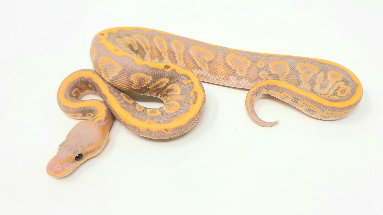 Super Orange Dream Cypress Black Pastel Coral Glow Yellow Belly Ball ...