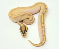 Leopard Enchi Highway Ball Python by Exotic Designs Reptiles - MorphMarket