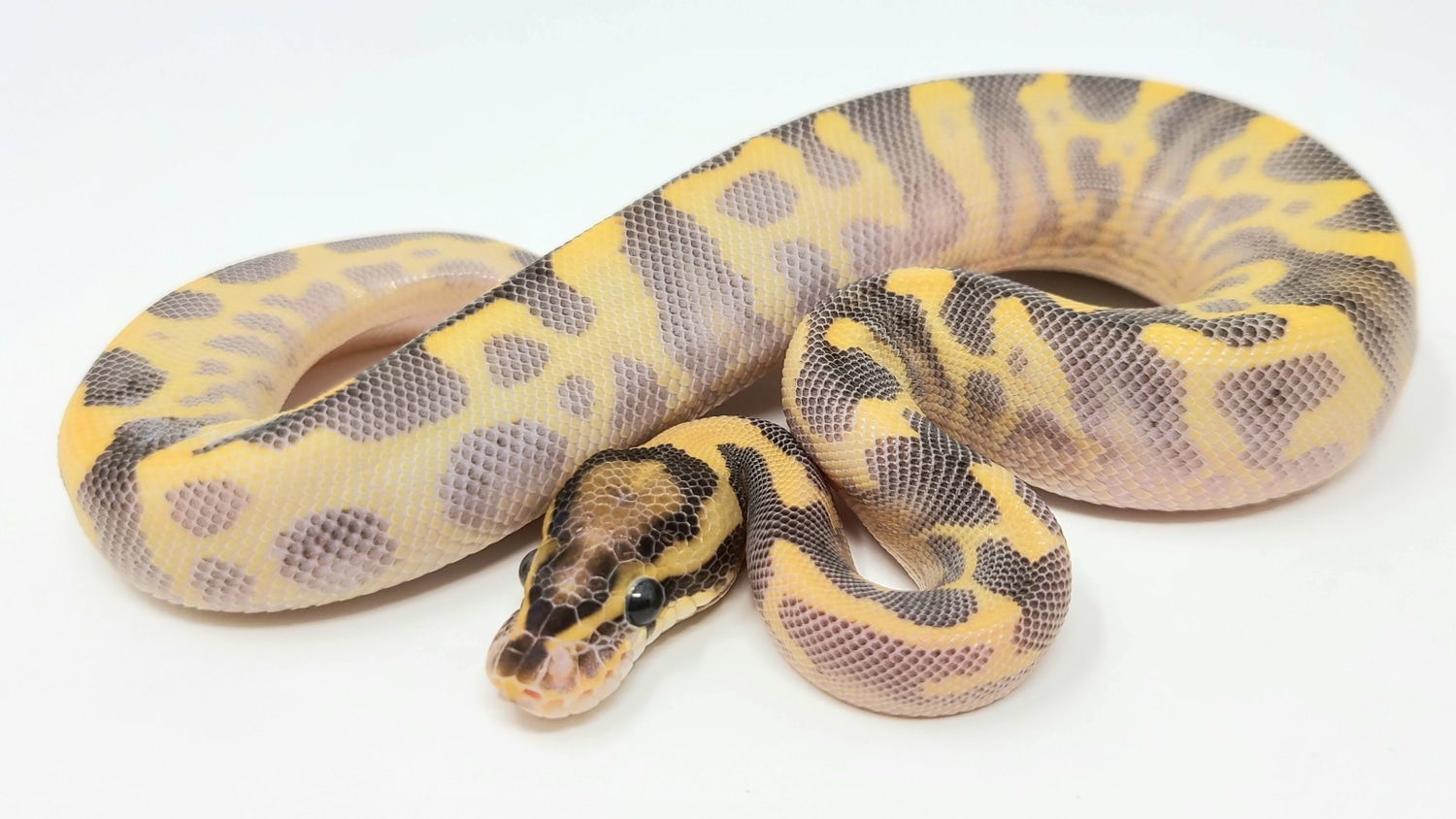 Leopard Enchi Highway Ball Python by Exotic Designs Reptiles - MorphMarket