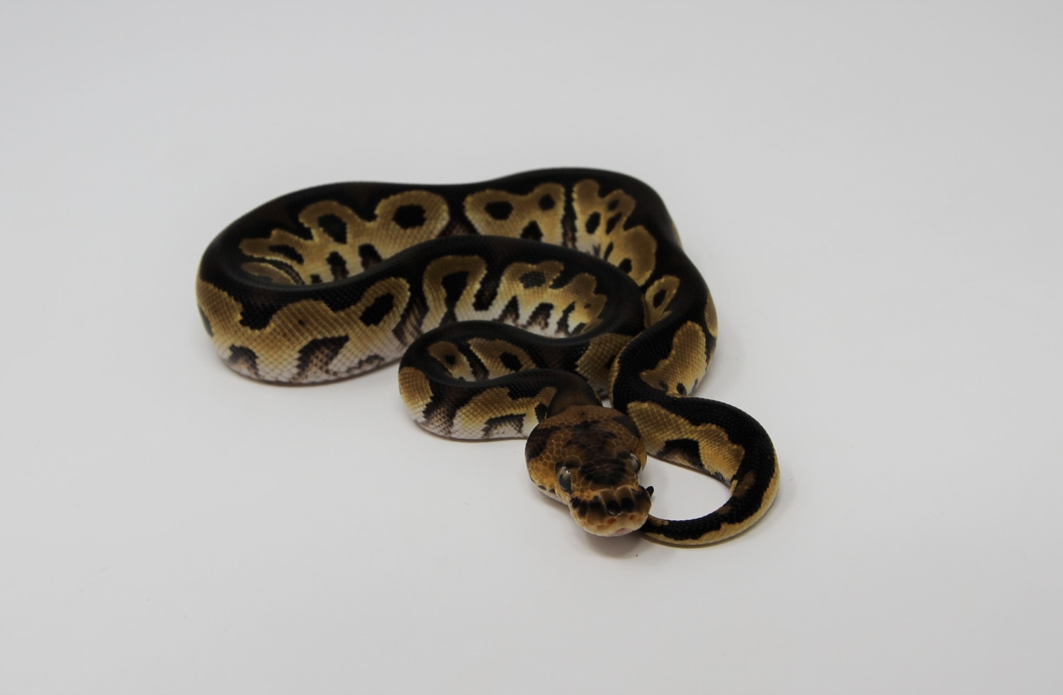 Clown Het DG Het Pied Ball Python by Exotic Designs Reptiles - MorphMarket