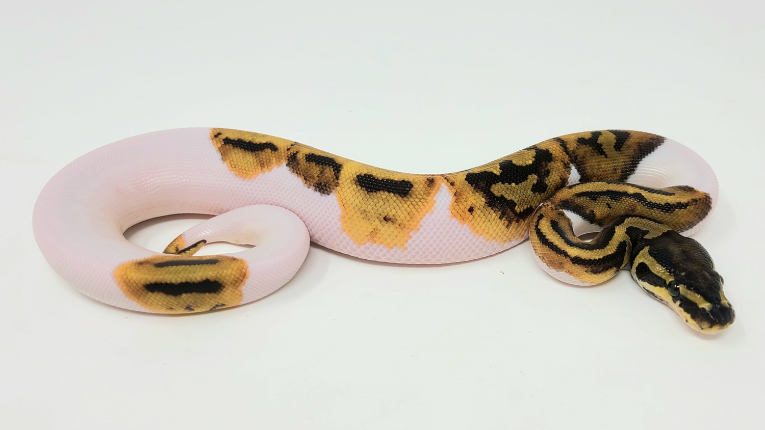 Piebald Het Hypo Ball Python by Exotic Designs Reptiles - MorphMarket