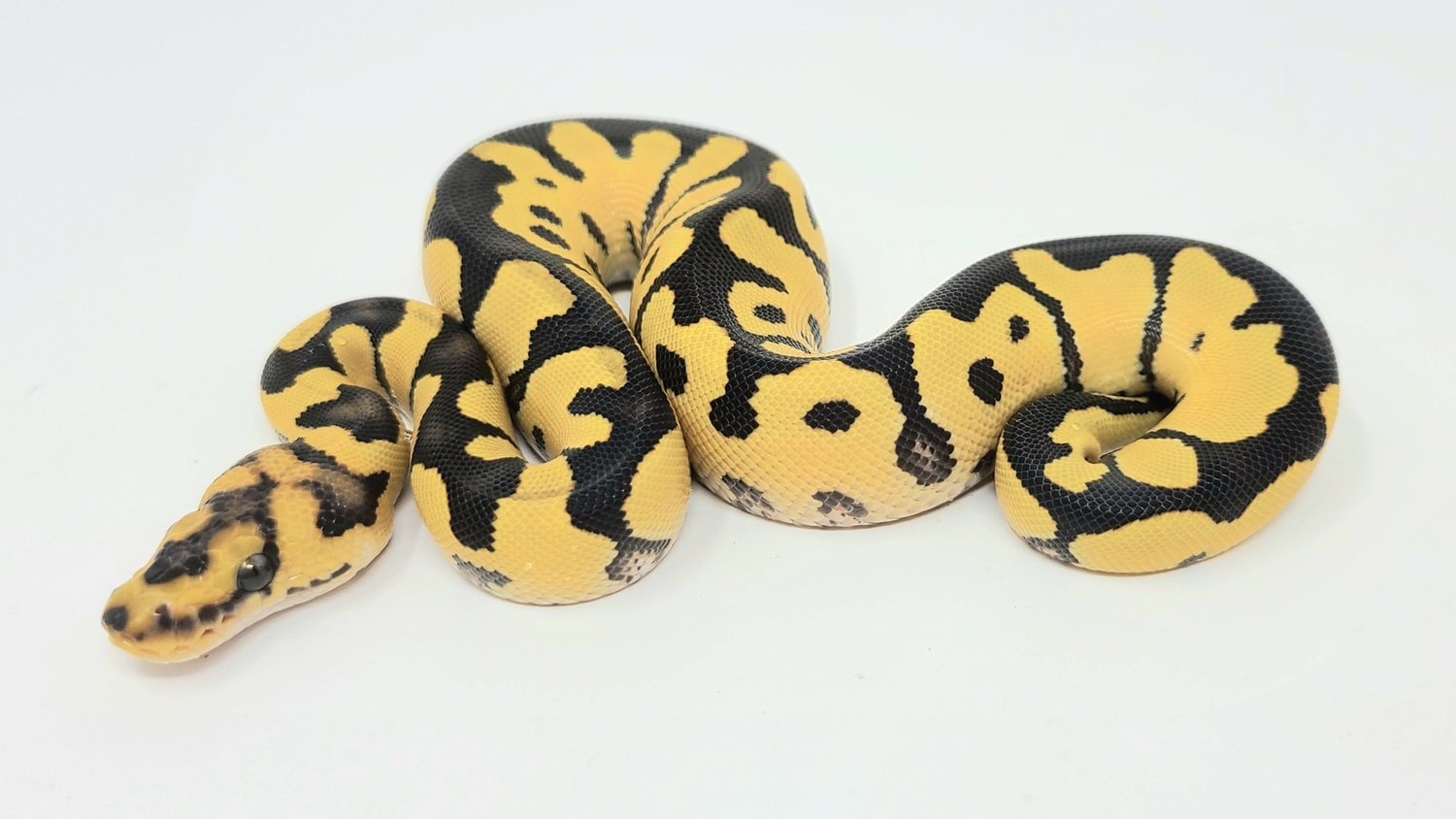 Desert Ghost Clown Pos Het Pied Ball Python by Exotic Designs Reptiles ...