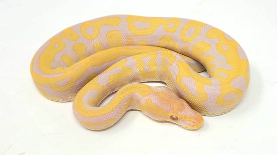 Leopard Candy Het Piebald Ball Python by Exotic Designs Reptiles