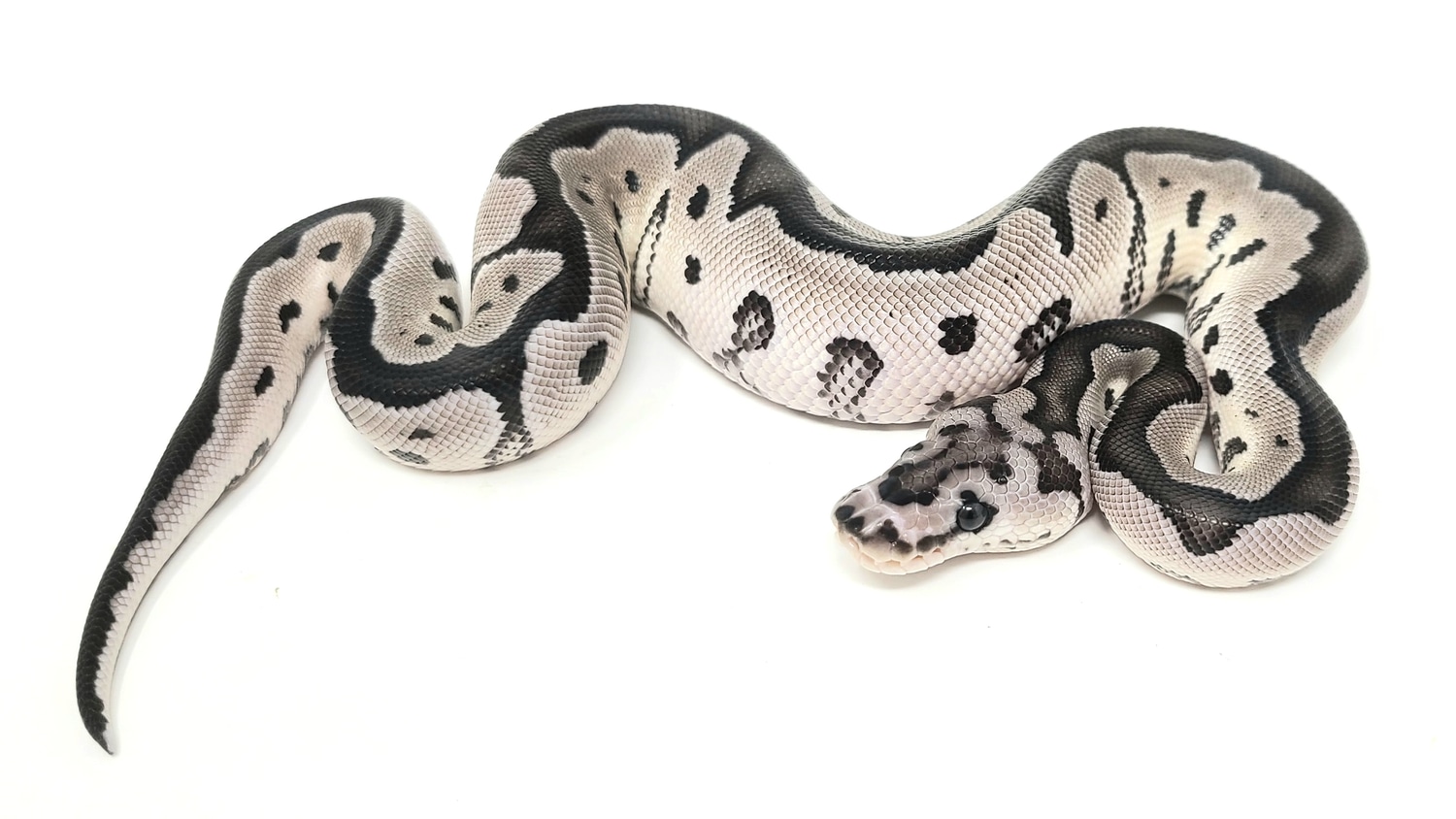 Axanthic VPI Clown Ball Python by Exotic Designs Reptiles - MorphMarket