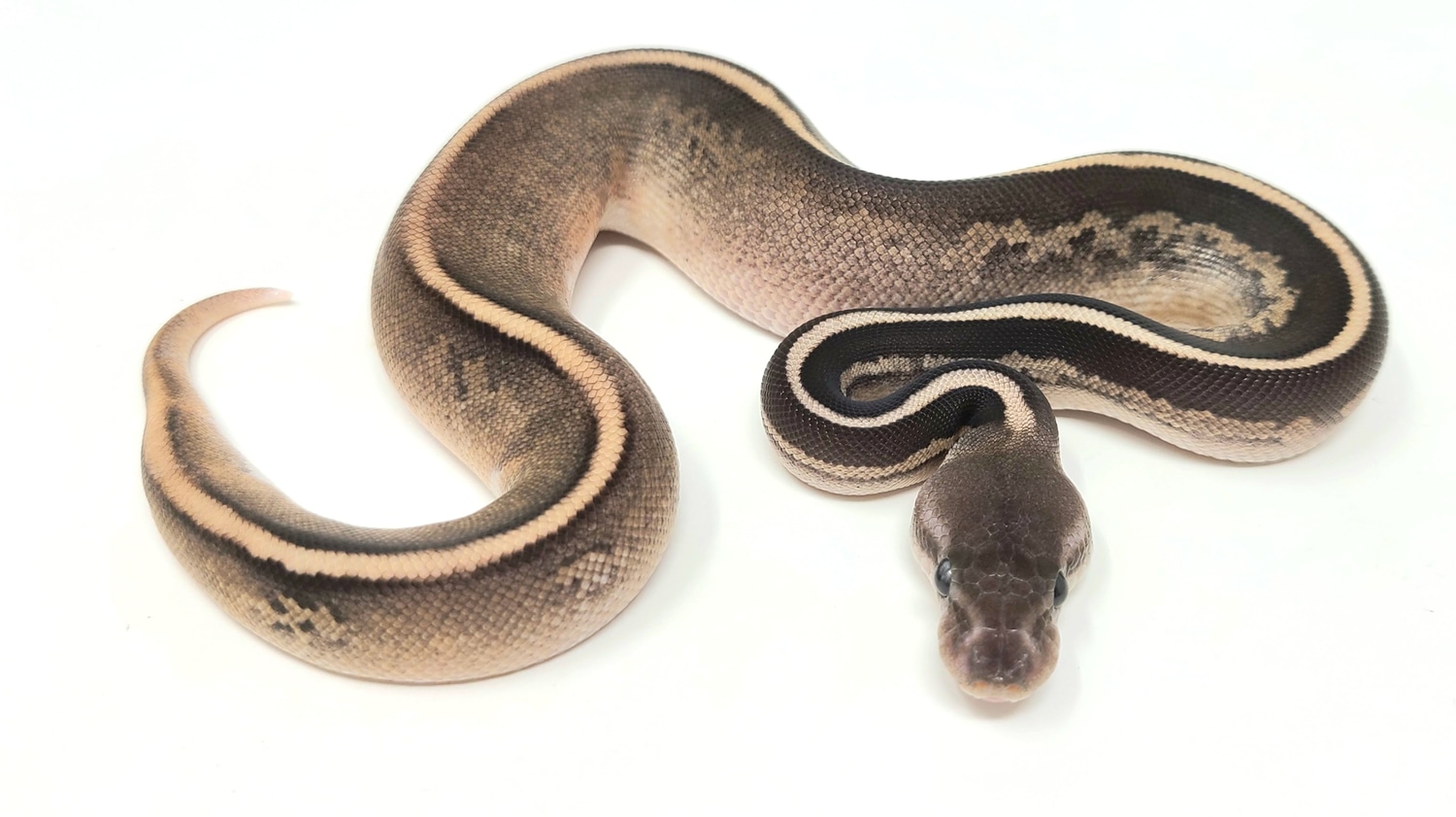 Mahogany Cinnamon Fire Het Piebald Ball Python by Exotic Designs ...
