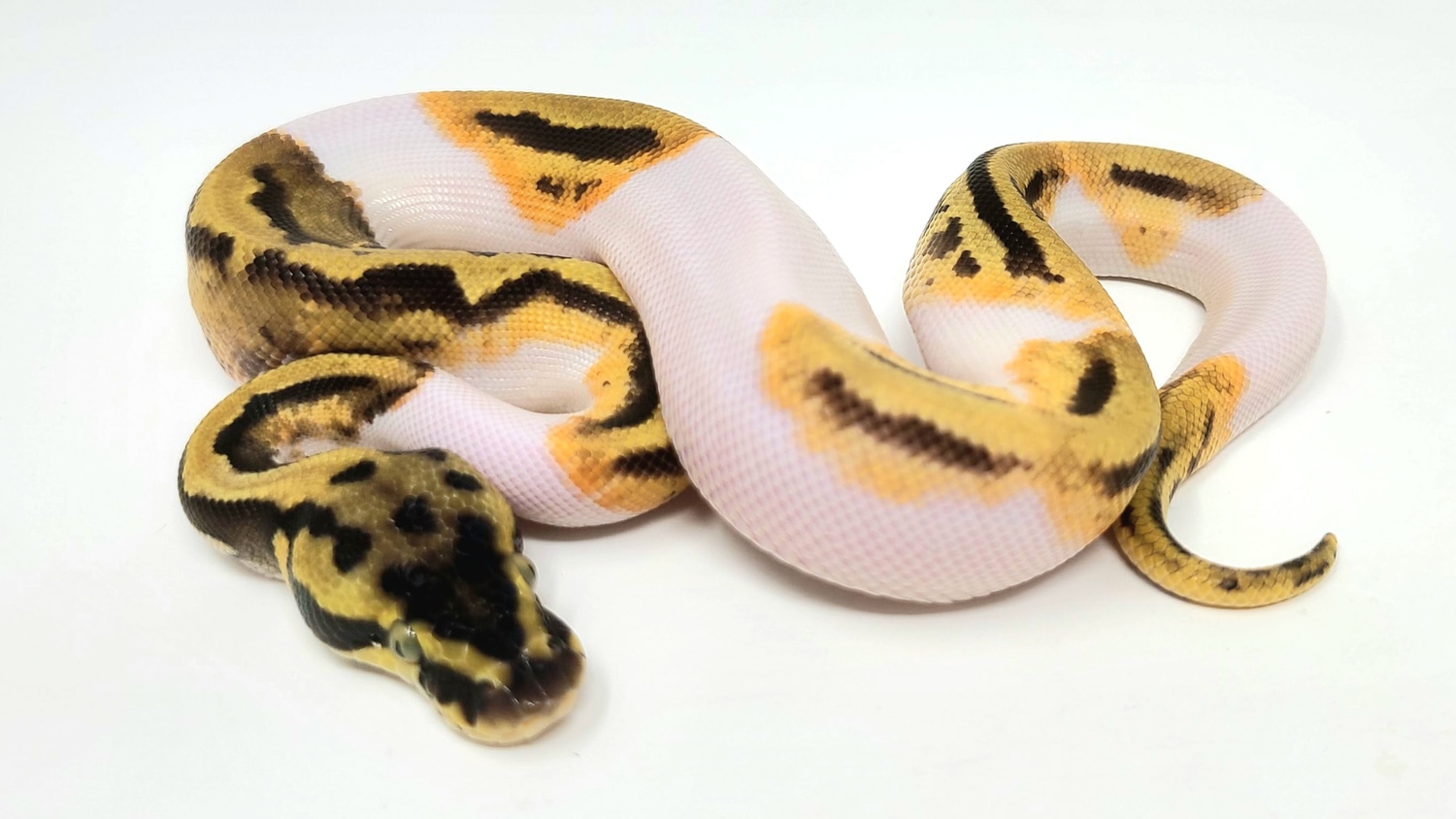 Pastel Orange Dream Leopard Enchi Piebald Ball Python by Exotic Designs ...