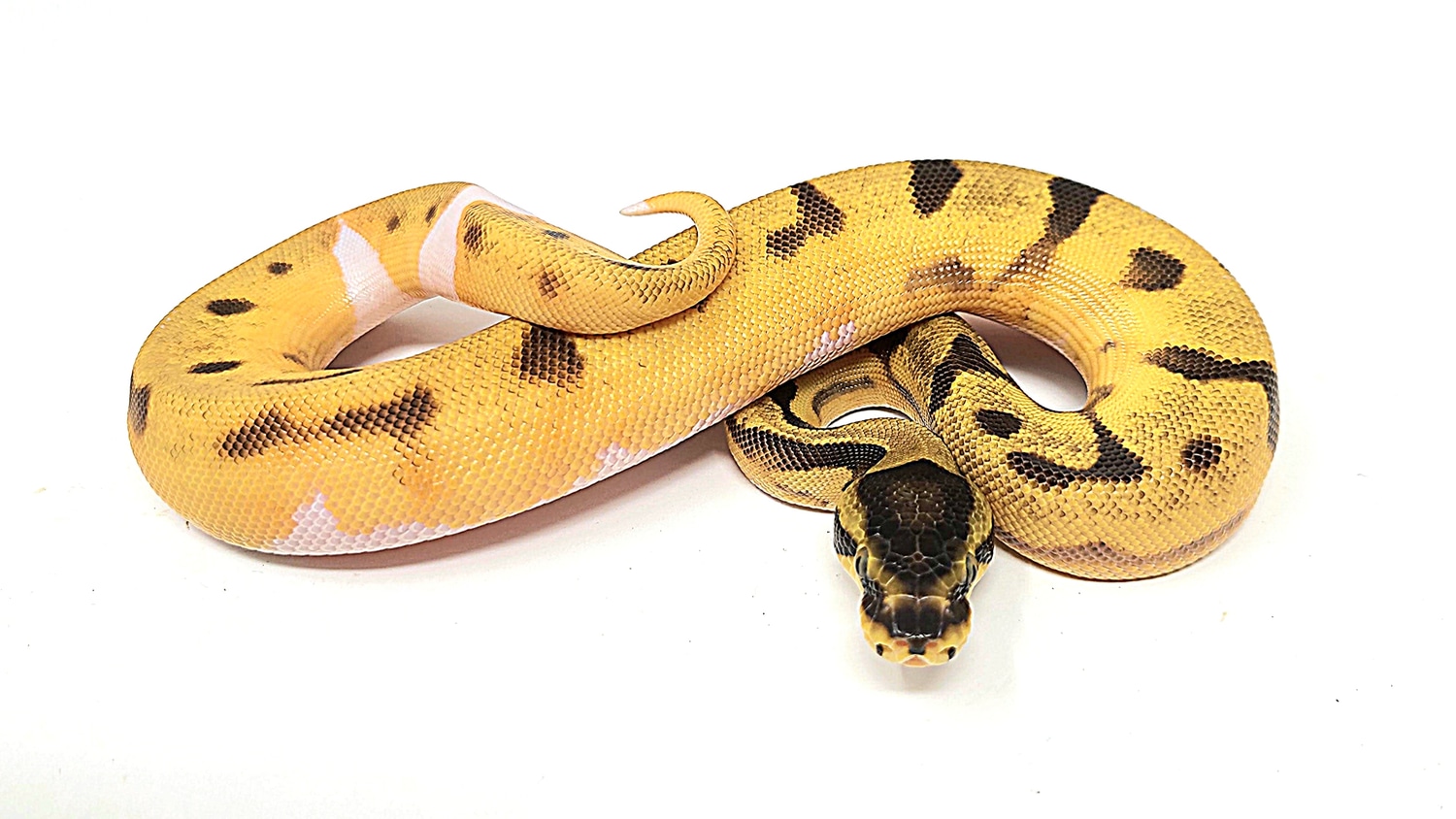 Orange Dream Enchi Piebald 66% Het Hypo Ball Python by Exotic Designs ...