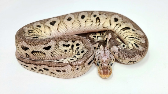 Orange Dream Black Pewter Spotnose Clown Pos Yellow Belly Ball Python ...