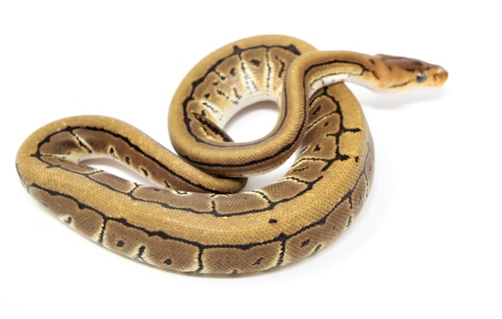 Pinstripe Crypton Het DG Ball Python by Exotic Designs Reptiles