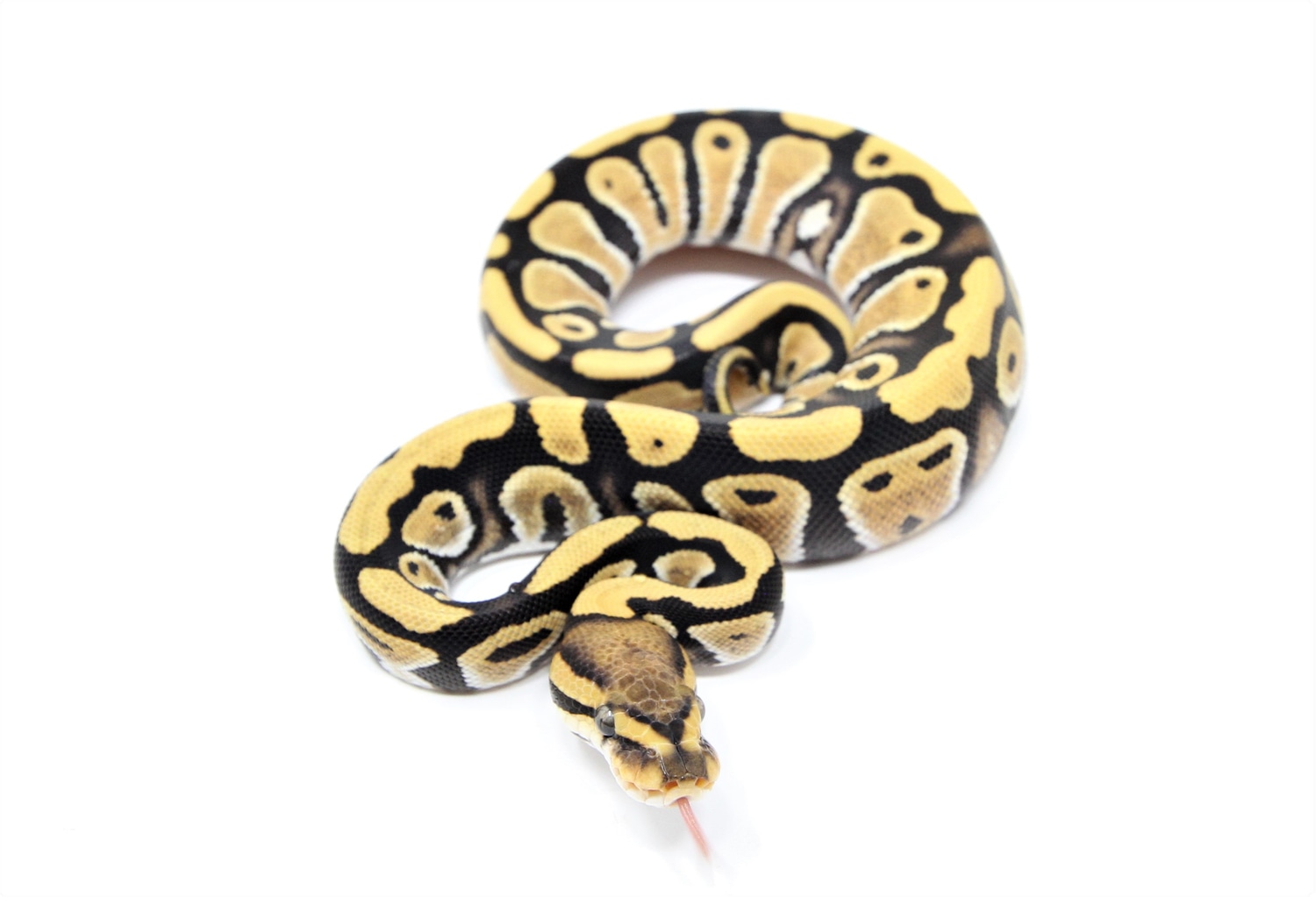 Desert Ghost 66% PH Clown 50% PH Cryptic Ball Python by Exotic Designs ...