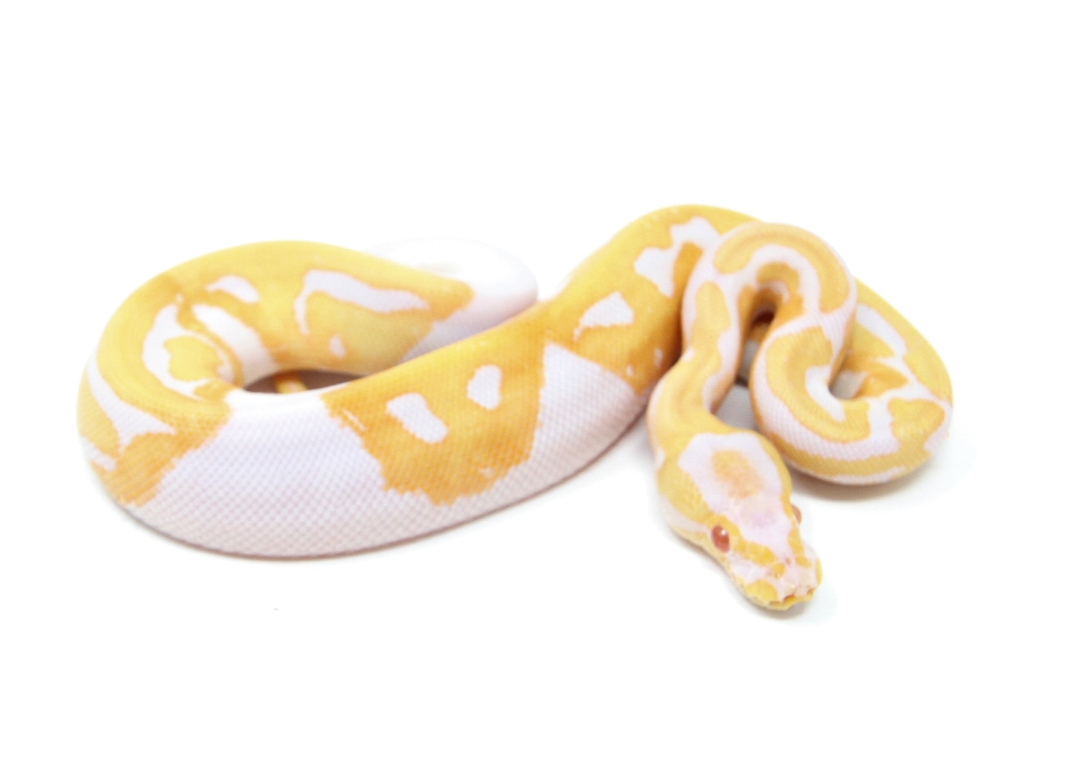 Albino Pied Ball Python by Exotic Designs Reptiles - MorphMarket